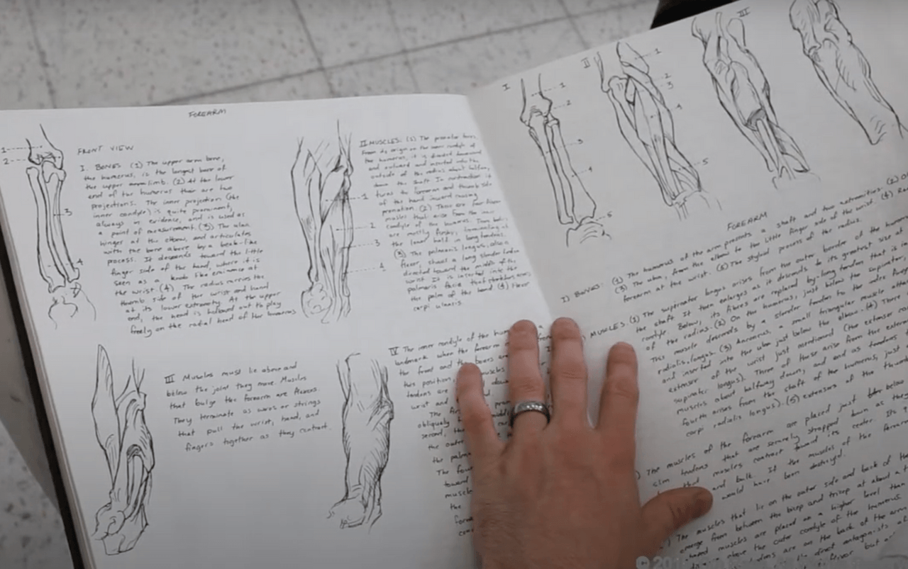 Overview of Process: Bridgman Anatomy Drawings | freearttraining.com