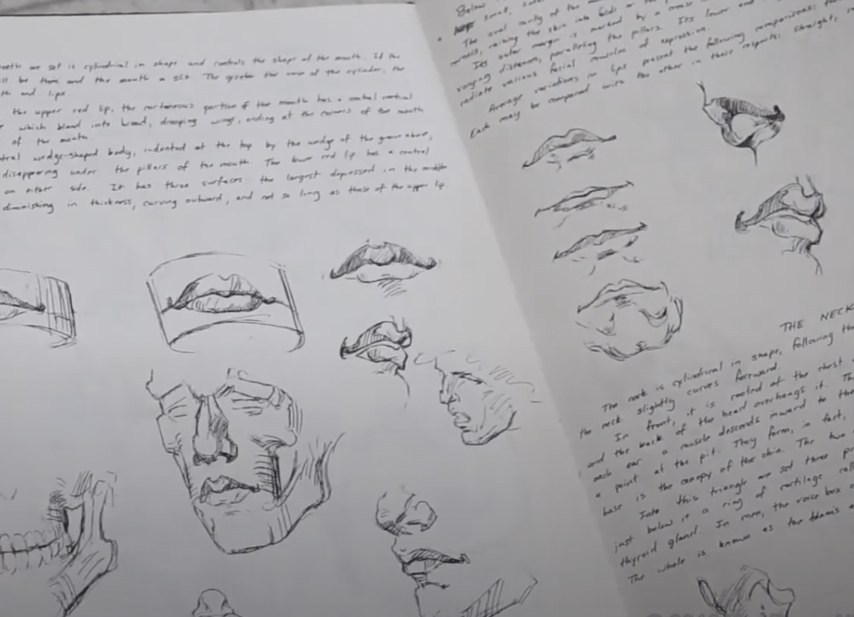 Overview of Process: Bridgman Anatomy Drawings | freearttraining.com